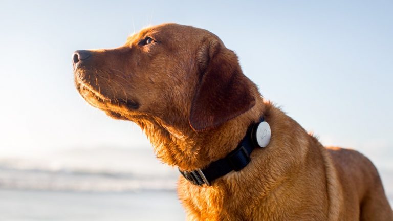 Top 5 Animal Healthcare Trends in 2025 - GreyB