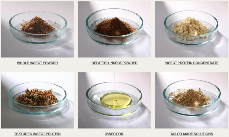 5 Insect-Based Protein Startups leading the industry in 2026 - GreyB