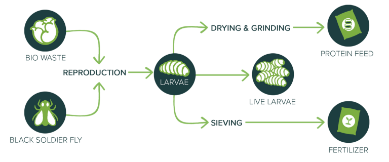5 Insect-Based Protein Startups leading the industry in 2026 - GreyB