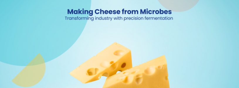 How Dairy Companies make Sustainable Cheese using Microbes!